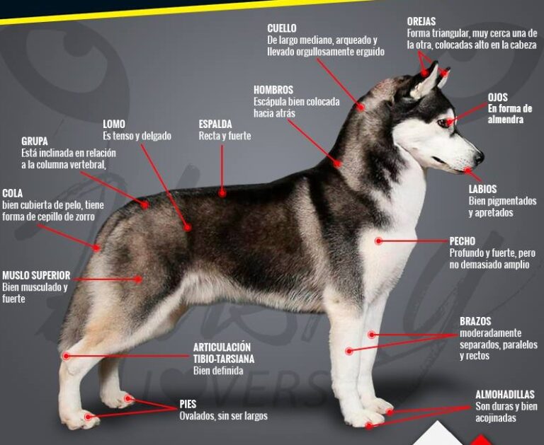 Características Morfológicas Y Actitudinales Del Husky Siberiano