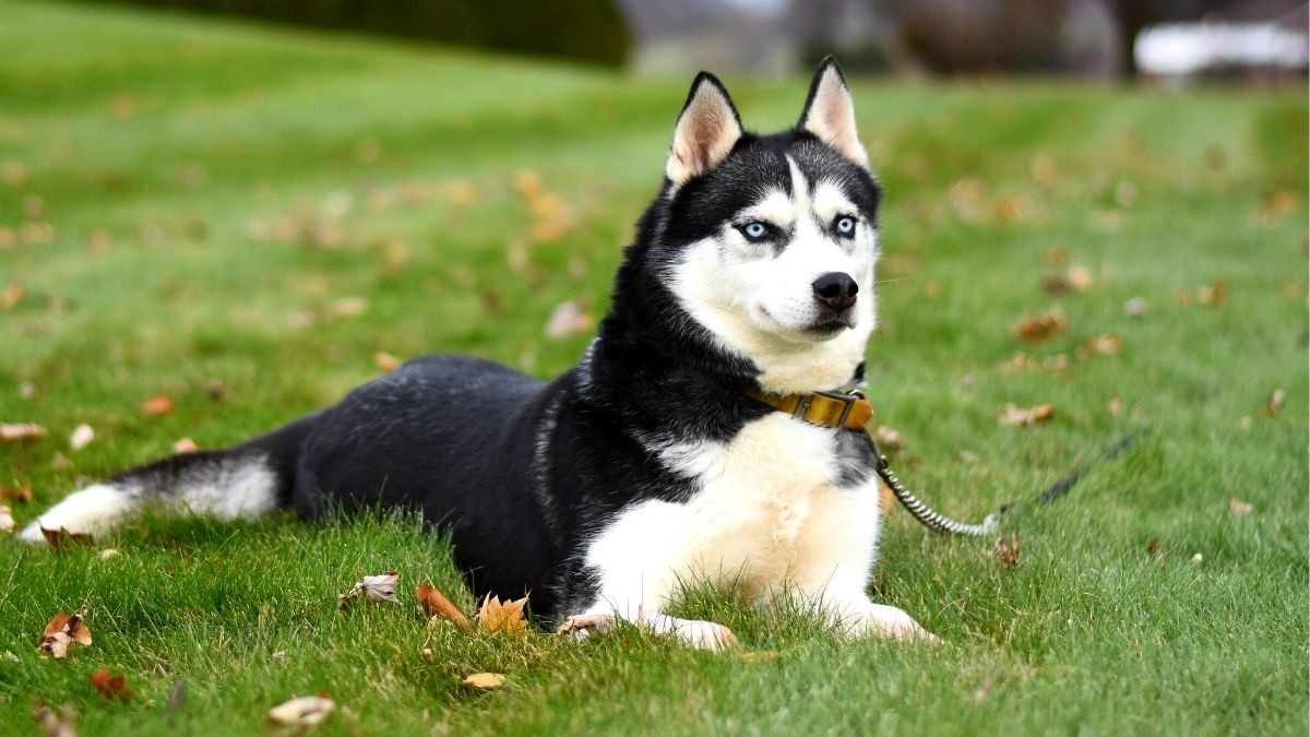 Cuantos años puede vivir un perro husky siberiano - HUSKYSIBERIANO.NET